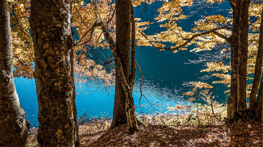 Black Forest, Germany: Mushroom Foraging in Autumn - Miss Travelesque