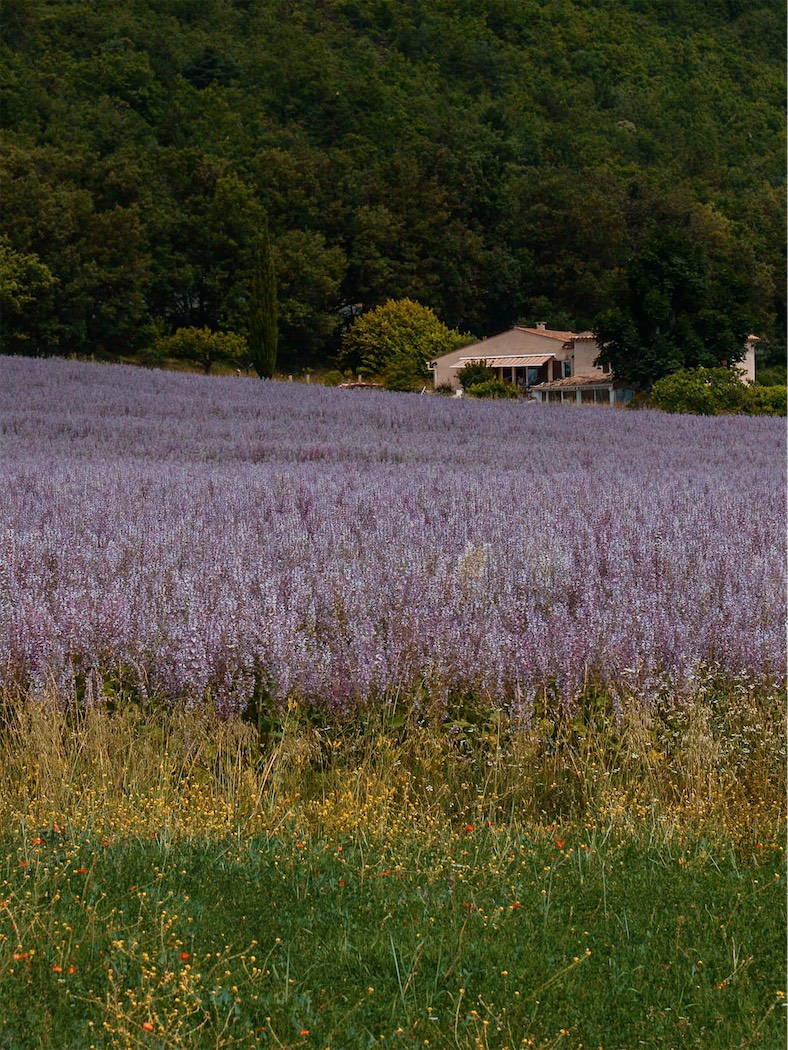 Violès, Provence: Exploring the Enchanting Charms of This Hidden Gem ...