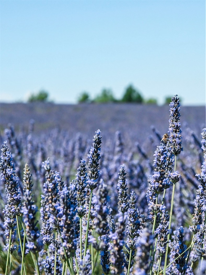 Violès: Unveiling the Charms of a Hidden Gem in Provence - Miss Travelesque