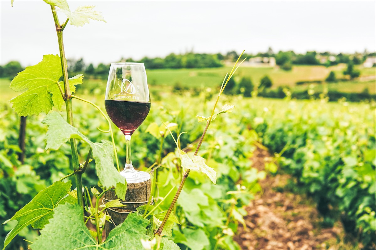 Discovering the Grapevine Symphony: A Wine-Infused Journey in Violès ...