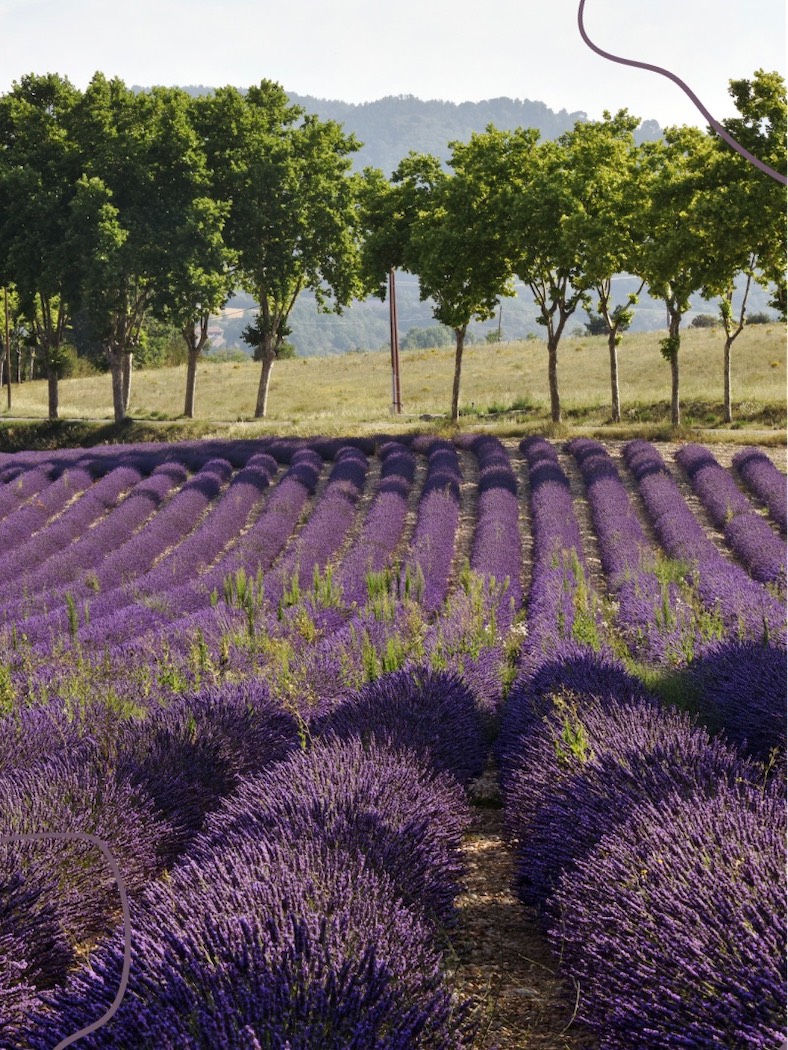 Savoring Simplicity in Violès: A Delightful Ecotourism Haven in ...