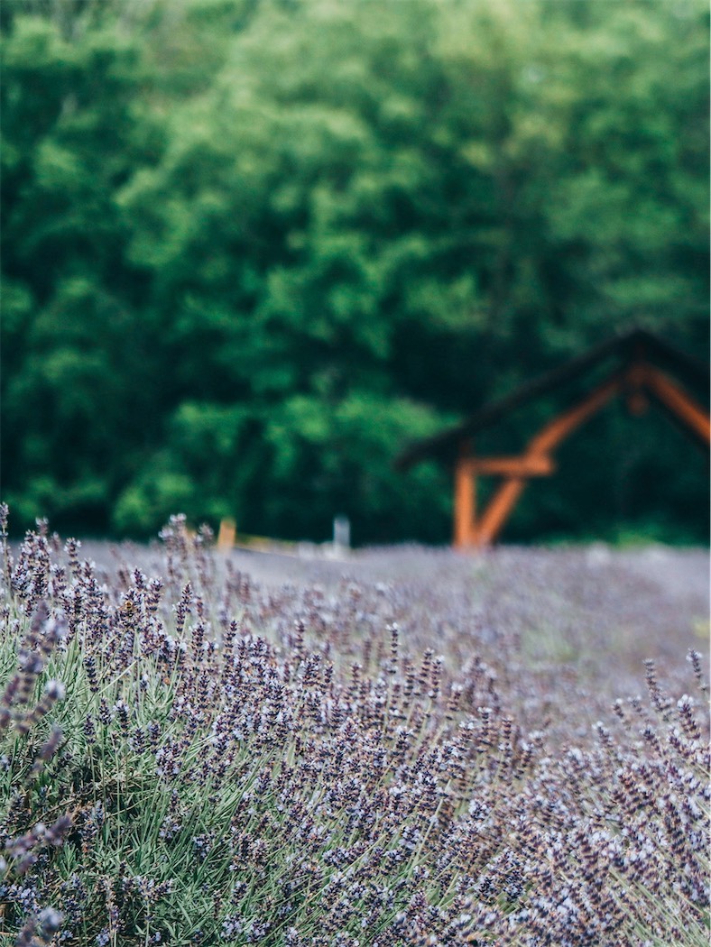 Discovering the Enchanting Charms of Violès: A Hidden Gem in Provence ...